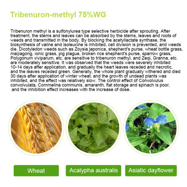 Quality 101200-48-0 Tribenuron Methyl Selective Herbicides For Maize , White powder for sale