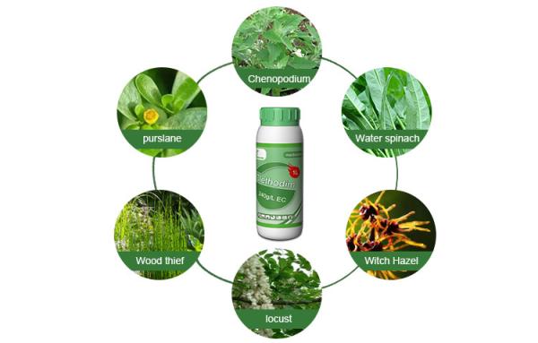 Quality Clear / amber liquid Selective Herbicides Clethodim 24%EC for soya beans , flax for sale