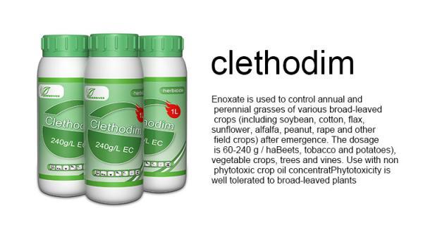 Quality Clear / amber liquid Selective Herbicides Clethodim 24%EC for soya beans , flax for sale