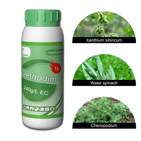 Quality Clear / amber liquid Selective Herbicides Clethodim 24%EC for soya beans , flax for sale