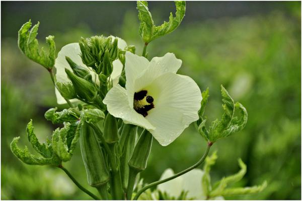 Quality Yellow Okra seeds / ladies finger seeds with FDA Certificate for sale