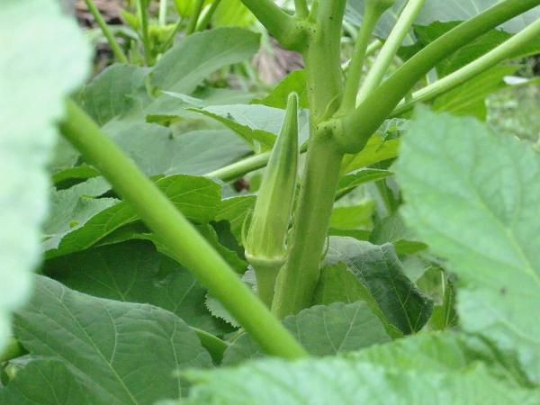 Quality Yellow Okra seeds / ladies finger seeds with FDA Certificate for sale