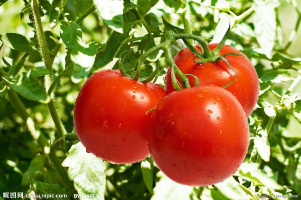 Quality Bright red Hybrid tomato seeds with cracking resistance , ISO9001-2008 for sale