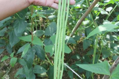 Cina Semi di lunghezza del fagiolo dell'iarda organica verde commerciale con carne spessa in vendita