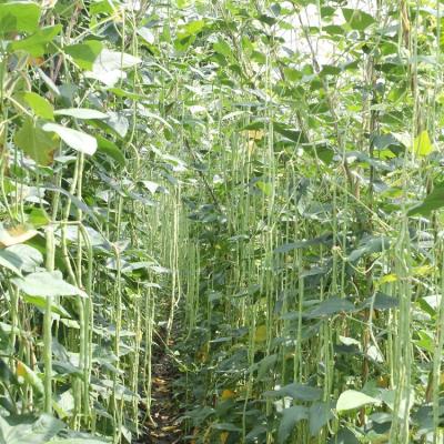 Cina Semi di lunghezza del fagiolo dell'iarda organica verde commerciale con carne spessa in vendita