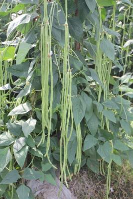 Cina Semi di lunghezza del fagiolo dell'iarda organica verde commerciale con carne spessa in vendita