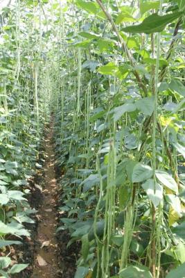 Cina Semi di lunghezza del fagiolo dell'iarda organica verde commerciale con carne spessa in vendita