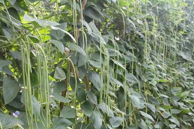 Cina Semi di lunghezza del fagiolo dell'iarda organica verde commerciale con carne spessa in vendita