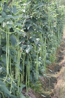 Cina Semi di lunghezza del fagiolo dell'iarda organica verde commerciale con carne spessa in vendita