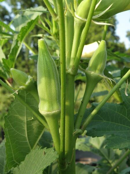 Quality Yellow Okra seeds / ladies finger seeds with FDA Certificate for sale