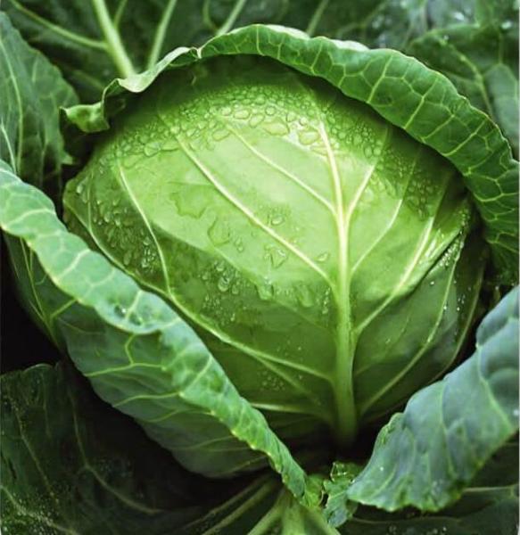 Quality Green organnic Cabbage seeds in Black / Red , OC Certification for sale