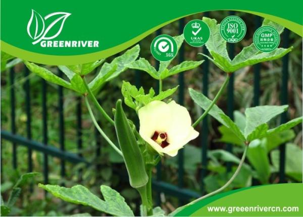 Quality Yellow Okra seeds / ladies finger seeds with FDA Certificate for sale
