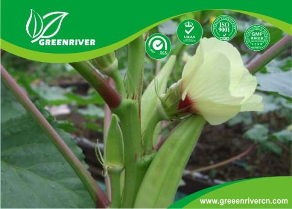 Quality Yellow Okra seeds / ladies finger seeds with FDA Certificate for sale