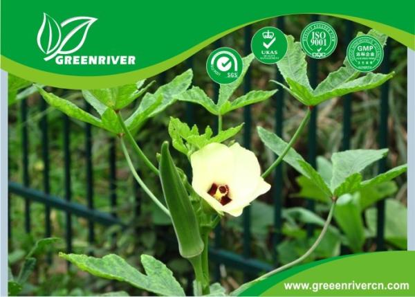 Quality Yellow Okra seeds / ladies finger seeds with FDA Certificate for sale
