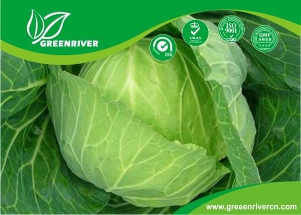 Quality Green organnic Cabbage seeds in Black / Red , OC Certification for sale