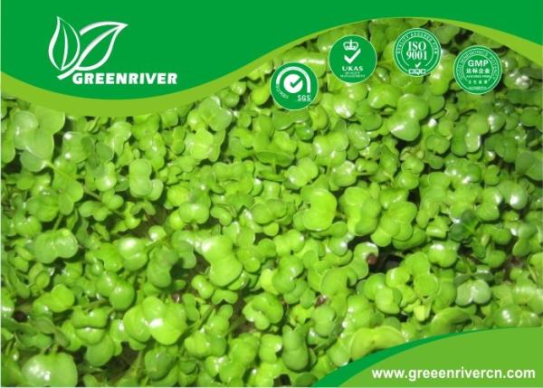 Quality organnic Radish sprouts seeds with ISO9001-2000 approvals , Green Black Yellow for sale