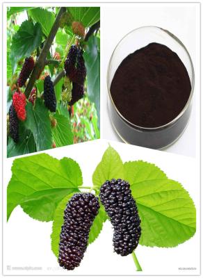 China 25% Anthocyanins, mulberry extract for sale