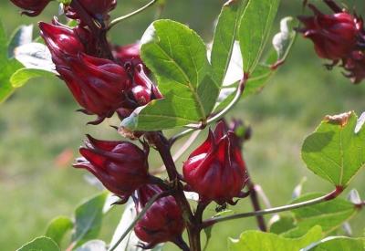 China Roselle extract, Hibiscus Sabdariffa Extract, 10%-50% Polyphenols, 5%-25% Anthocyanidins for sale
