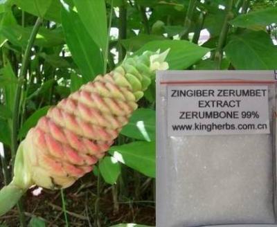 China Zerumbone Zingiber Zerumbet Extract for sale
