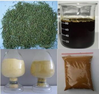China Rosemary extract carnosic acid rosmarinic acid ursolic acid for sale