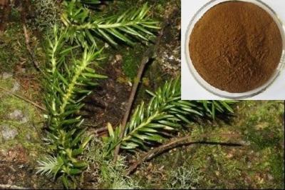 China Huperzine A 1% 5% 99% Huperzia serrate extract for sale