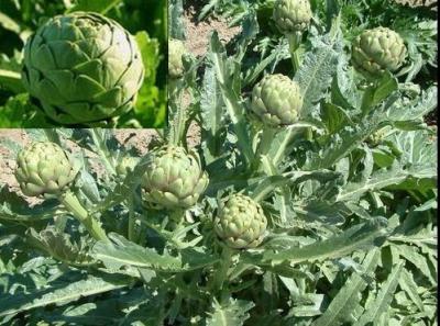 China Artichoke leaf extract  Cynarin for sale