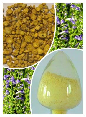 China Baicalin 85% 90% 95% By HPLC for sale
