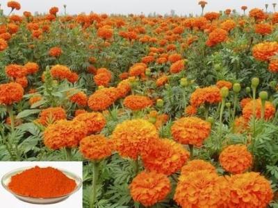 China Marigold Extract Lutein 5% 10%,20%,80%,90% for sale