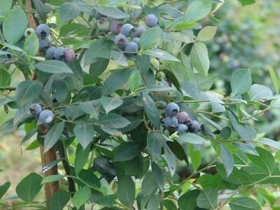 China Bilberry Leaf Extract Flavones 5%,10%,5:1, 10:1 for sale