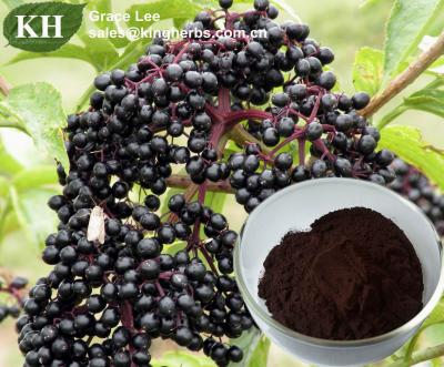 China Elderberry Extract, Black elderberry extract,Anthocyanidins,Sambucus nigra extract for sale