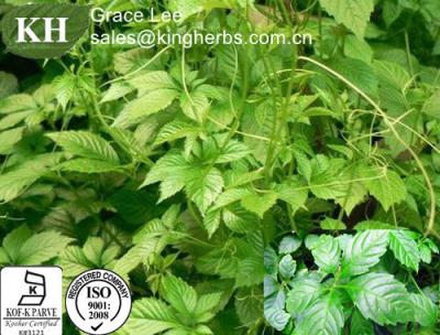China Gynostemma Extract Gypenosides for sale