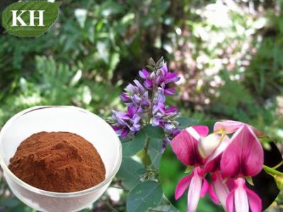 China Lespedeza Capitata Extract, Lespedeza Extract for sale