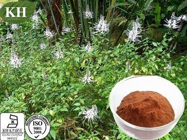 China Orthosiphon Stamineus Extract for sale