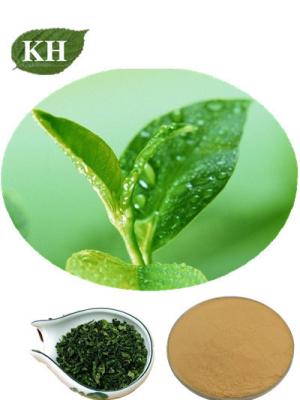 China Oolong tea extract 20%-80% Polyphenols for sale