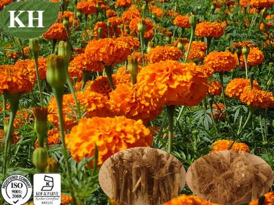 China Marigold Root Extract, Alpha-Terthienyl; 2, 5-Di(2-thienyl)thiophene, 2, 2': 5', 2''-Terth for sale