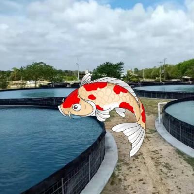 Cina Strati di geomembrana in LLDPE per le esigenze dell'acquacoltura in vendita
