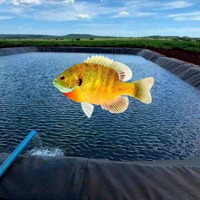 Cina 1m-8m Larghezza HDPE LDPE LLDPE Rivestimenti per l'acquacoltura stagno piscina stagno in vendita