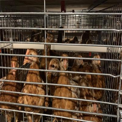 China Struttura della struttura della gabbia di strato del pollo del pollame dell'OEM per l'applicazione dell'azienda agricola for sale