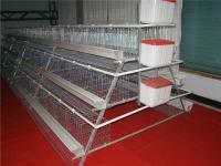 China Chicken Farming 3 Tiers A Frame Layer Cages Automatic Manure System for sale
