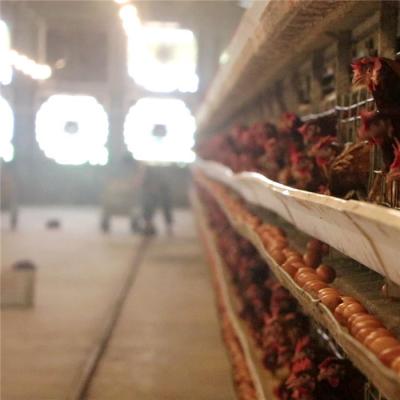 Cina 3 uccelli della fila 96/hanno messo la gabbia del pollo di strato con il sistema di raccolta delle uova e di alimentazione in vendita