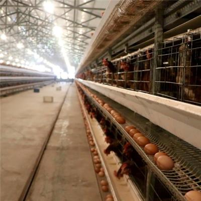 Cina 3 uccelli della fila 96/hanno messo la gabbia del pollo di strato con il sistema di raccolta delle uova e di alimentazione in vendita