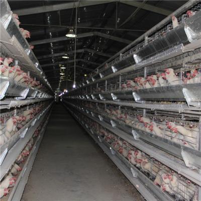 China 192 Birds Baby Chicken Cage Poultry Farm Equipment Automatic Drinking for sale