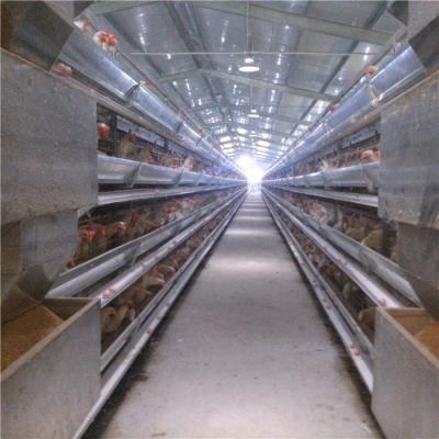 China H Frame 256 Birds Battery Cage System In Poultry Farm Automatic Cleaning for sale