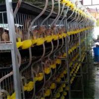 China H Type A Type Automatic Quail Cage Cold Drawn Wire Welding for sale