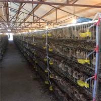 China H Type A Type Automatic Quail Cage Cold Drawn Wire Welding for sale