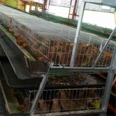 China 6 Tiers 24 Cell Quail Egg Laying Cages Anti Rust Farming use for sale