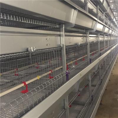 China 4 Tier H Type Baby Chick Cage 192 Birds Brooding Design for sale