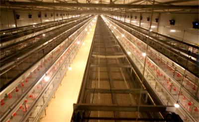 Cina Pollame galvanizzato immerso caldo Duck Cage/anti gabbia per polli della ruggine per le anatre dell'uovo in vendita