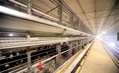 Cina Pollame galvanizzato immerso caldo Duck Cage/anti gabbia per polli della ruggine per le anatre dell'uovo in vendita