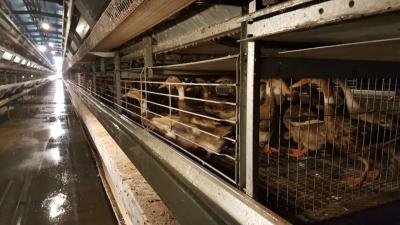 Cina Pollame galvanizzato immerso caldo Duck Cage/anti gabbia per polli della ruggine per le anatre dell'uovo in vendita